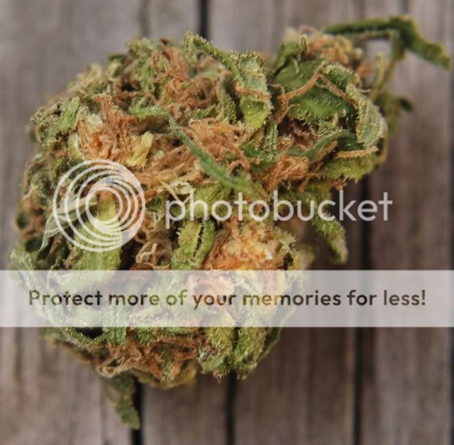 E-Buds Official Pickups Thread | Grasscity Forums - The #1 Marijuana ...