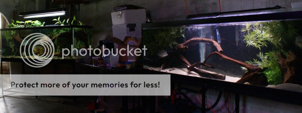125 gallon discus tank(set up) - SimplyDiscus