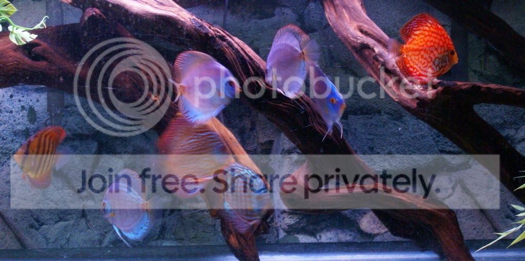 125 gallon discus tank(set up) - SimplyDiscus