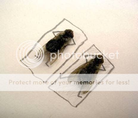 Dead Fly Art - The BangShift.com Forums